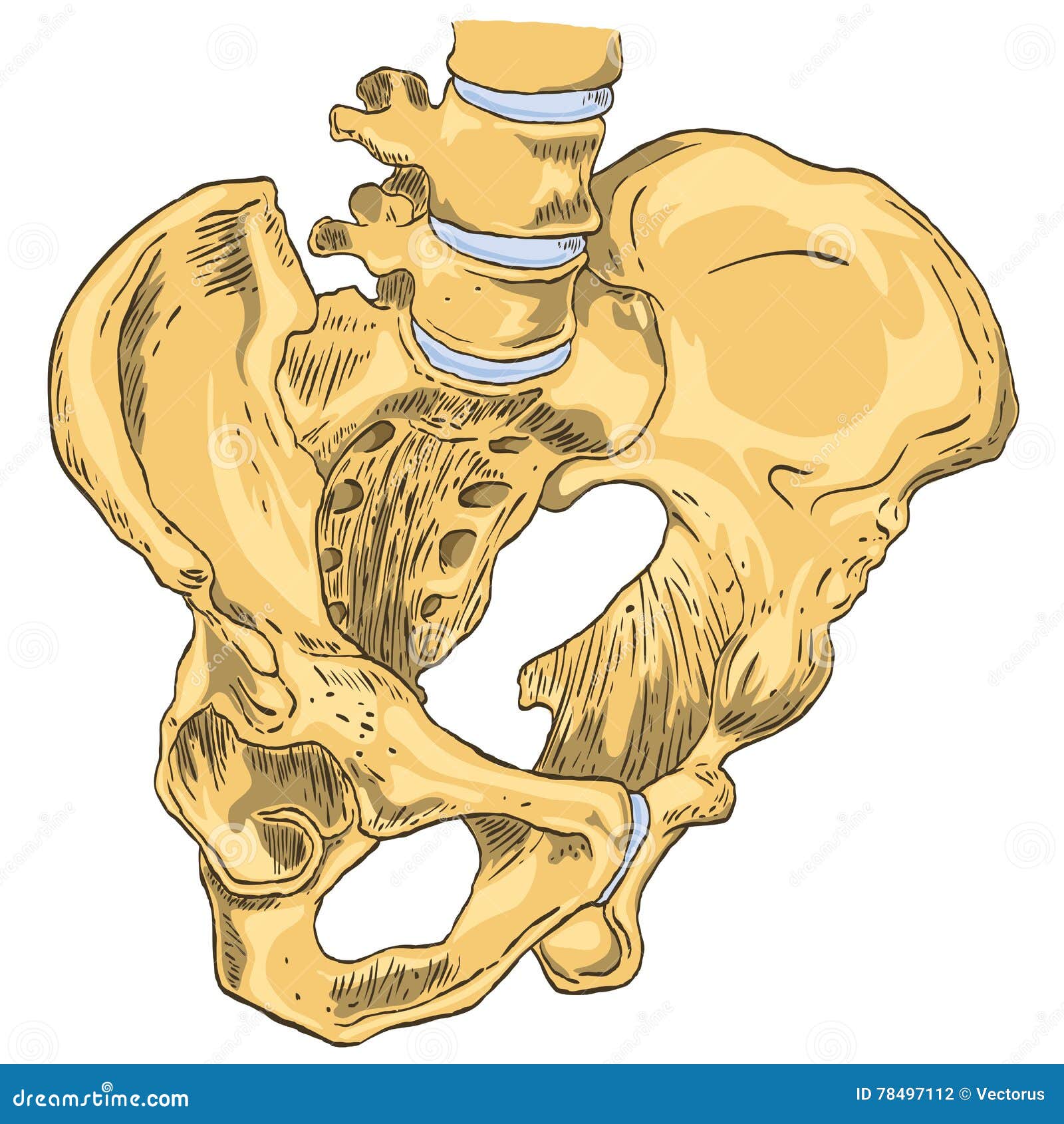 Pelvic Girdle stock vector. Illustration of skeleton - 78497112