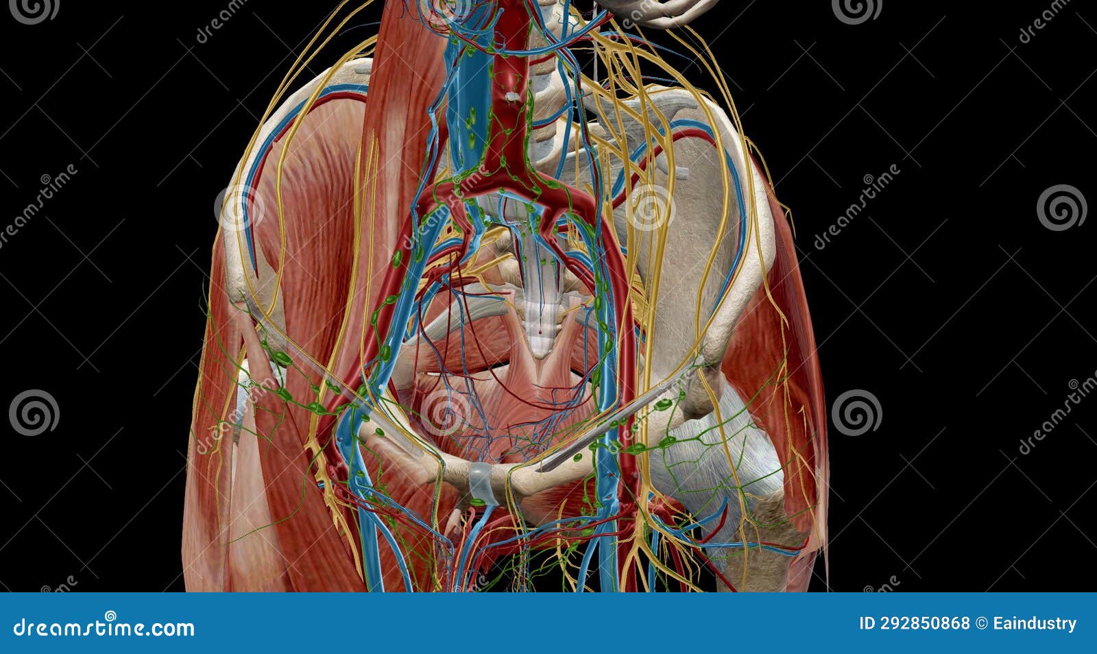 Pelvic Lymph Nodes And Vessels Stock Photo | CartoonDealer.com #292850868