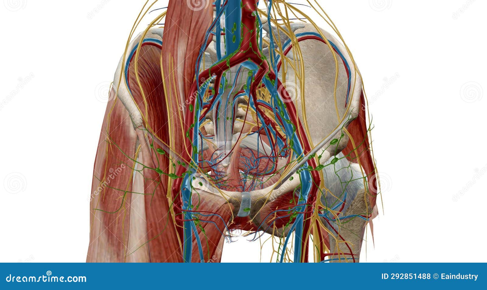 Pelvic Lymph Nodes And Vessels Stock Photo | CartoonDealer.com #292850868