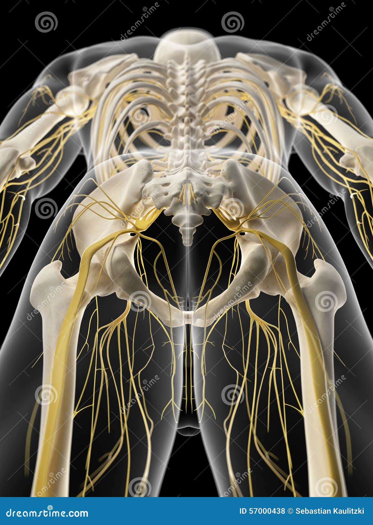 The pelvic nerves stock illustration. Illustration of sciatic - 57000438