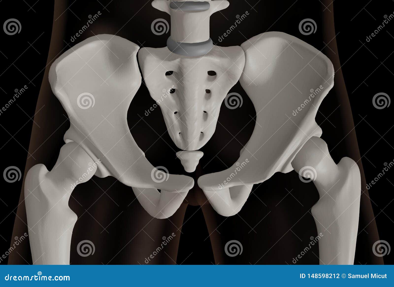 The Pelvic Part of the Human Skeleton Stock Illustration - Illustration ...