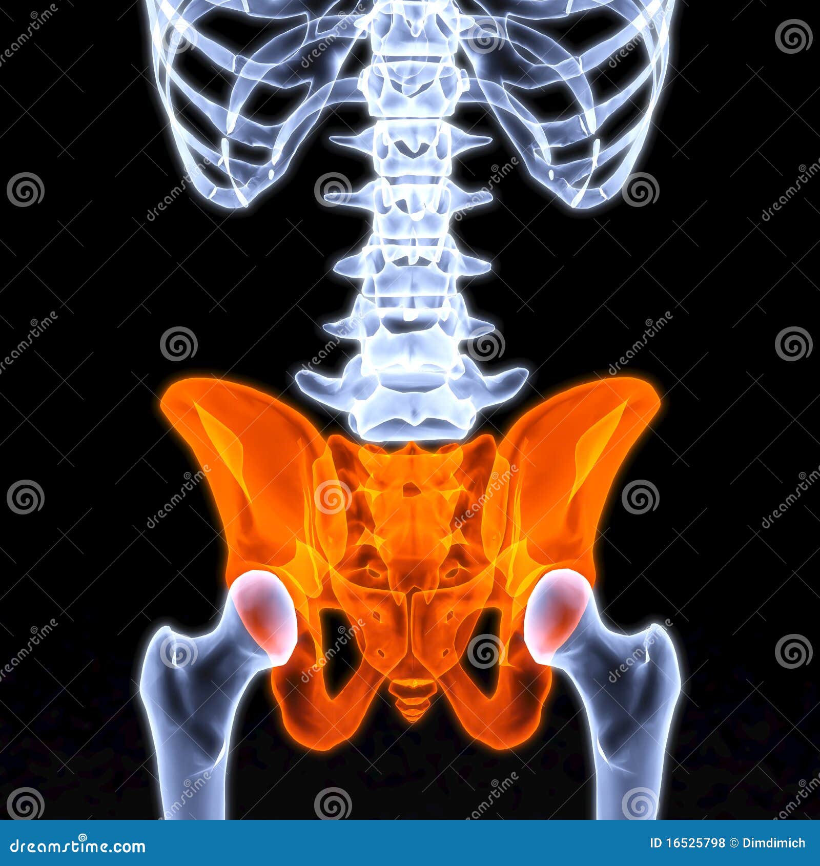 Pelvis stock illustration. Illustration of medicine, anatomy - 16525798