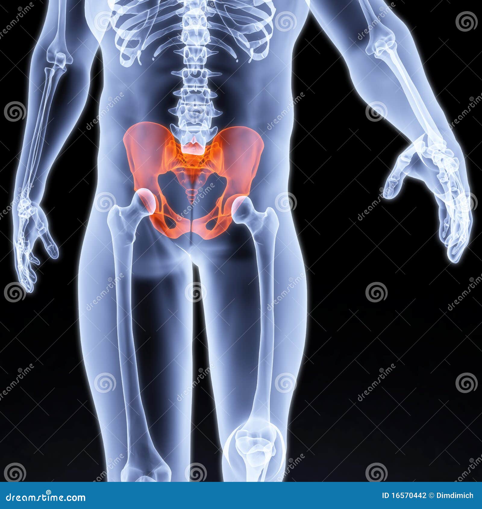 Pelvis stock illustration. Illustration of diagnostic - 16570442