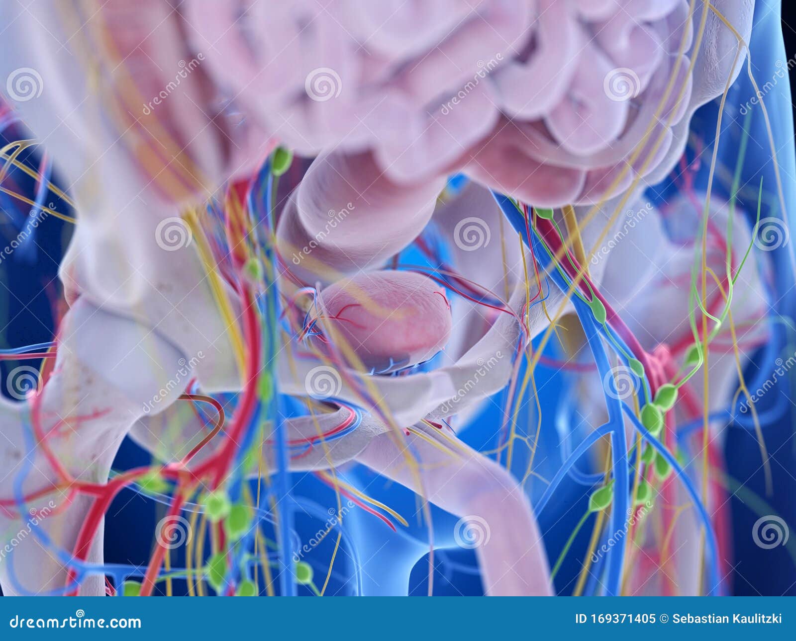 The pelvis anatomy stock illustration. Illustration of graphic - 169371405