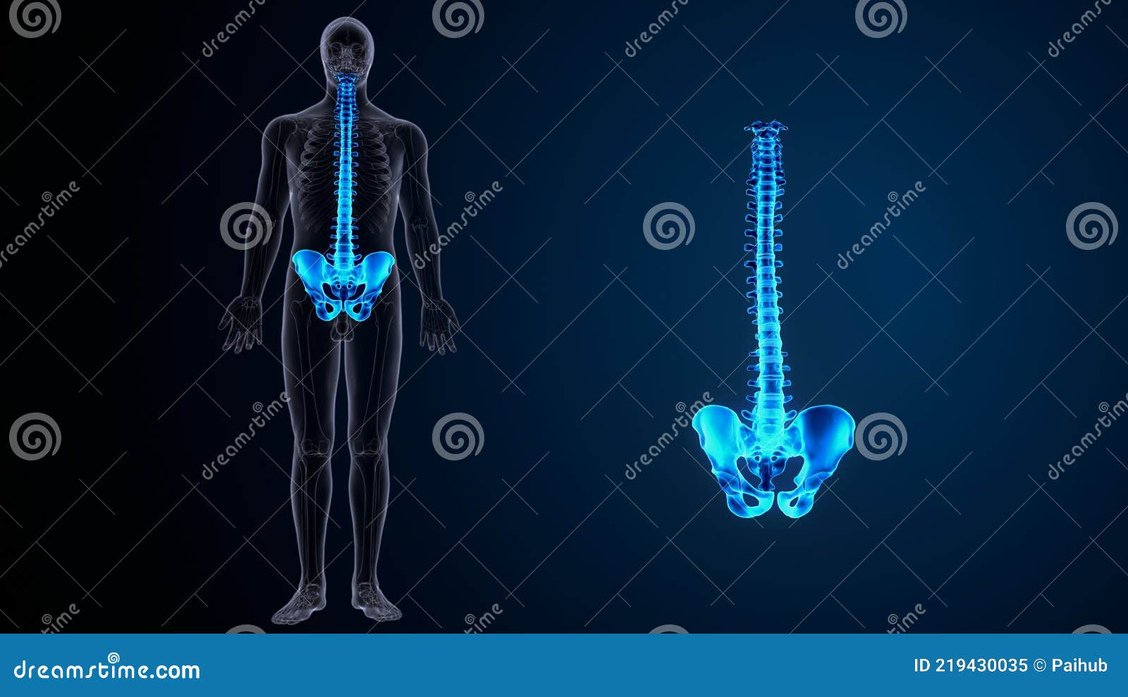 Skeleton Back Bone and Pelvic Bone Anatomy Stock Illustration ...