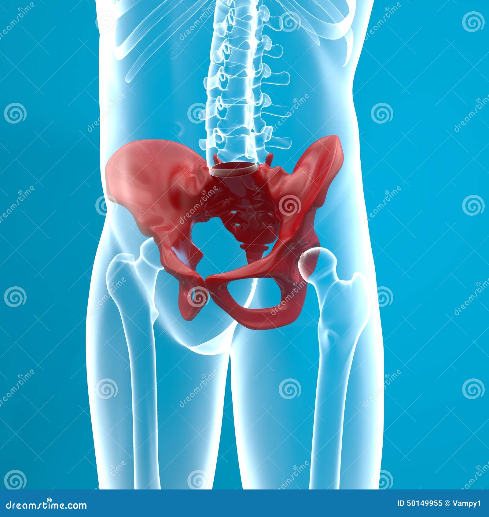 Pelvis, Human Skeleton, Female Pelvic Bone Anatomy, Hip, 3D Artwork, Bones Labeled Anatomy Top ...