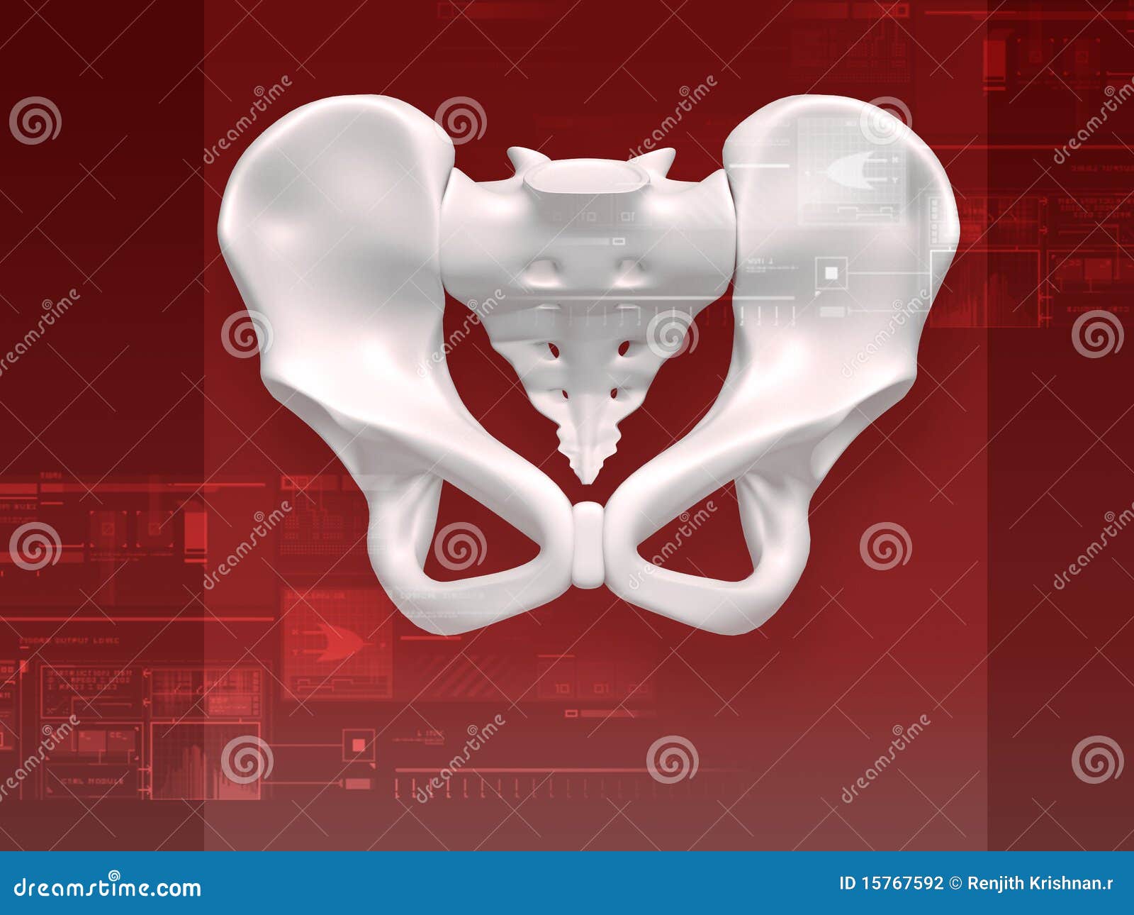 Pelvis humana stock de ilustración. Ilustración de eficaz - 15767592