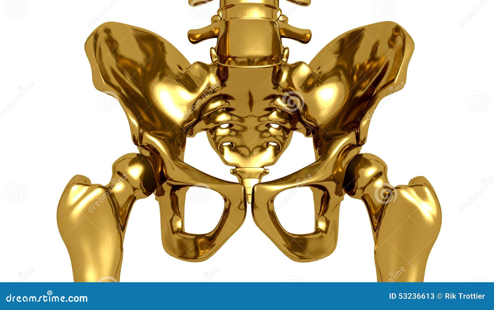 Pelvis humana destacada stock de ilustración. Ilustración de destacado ...