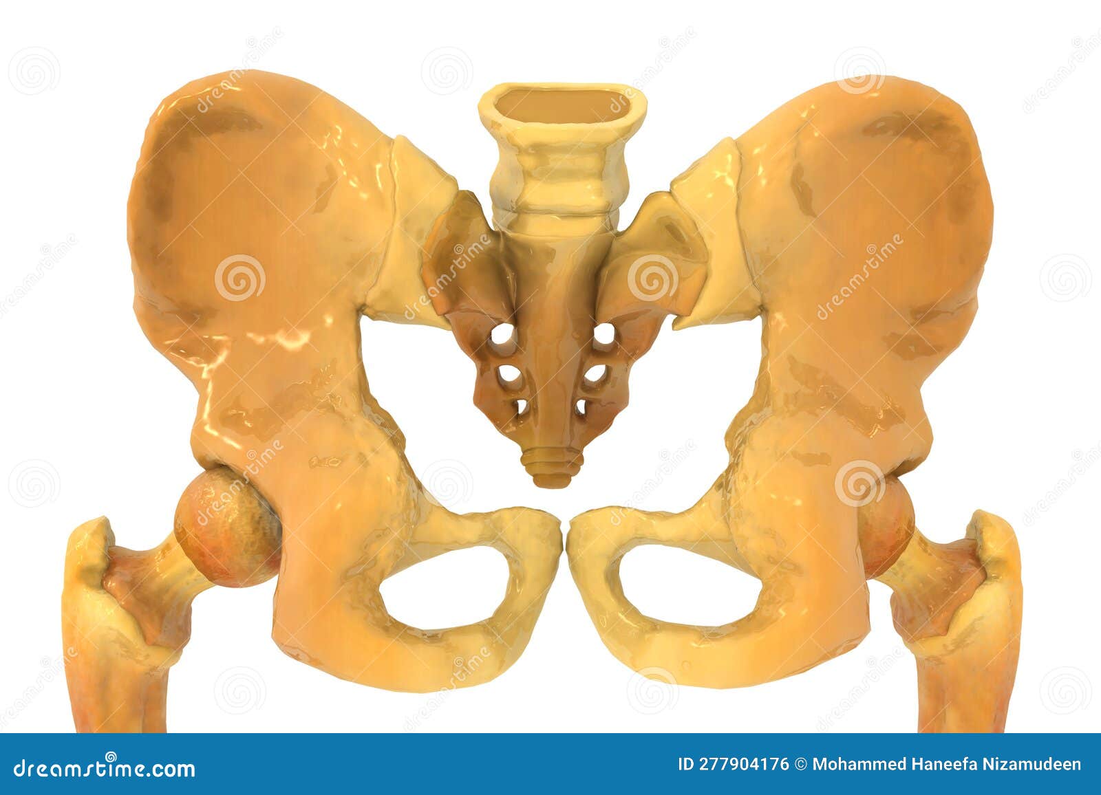 Pelvis humano stock de ilustración. Ilustración de pierna - 277904176