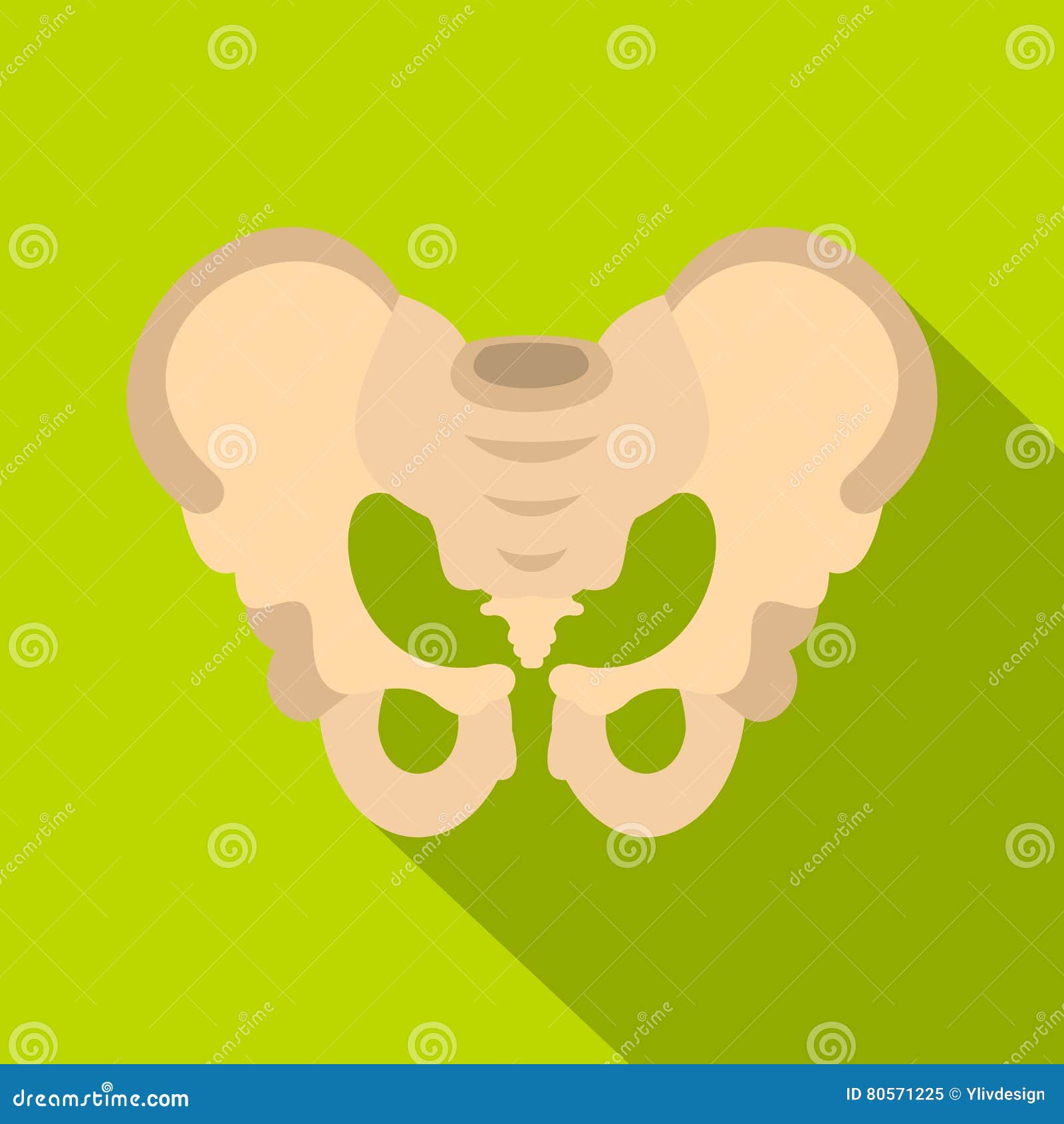 Pelvis icon, flat style stock vector. Illustration of bone - 80571225