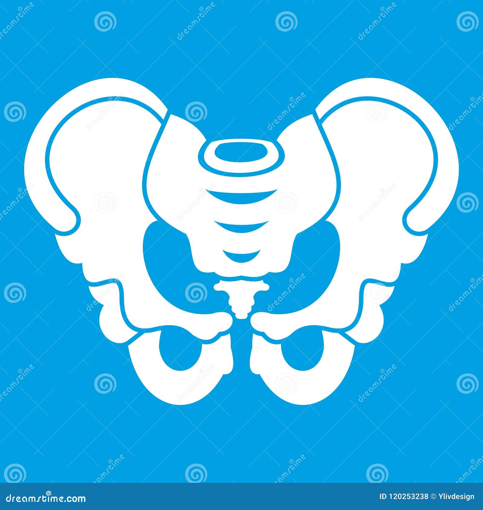 Pelvis Icon. Hip Joint The Structure Of The Human Skeleton. Pelvic ...