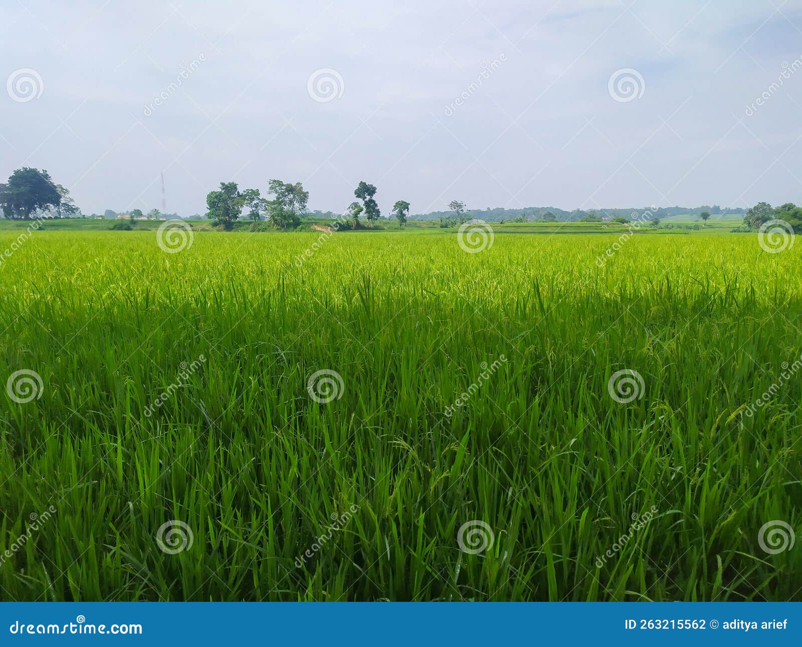 411 Sawah Background Stock Photos - Free & Royalty-Free Stock Photos ...