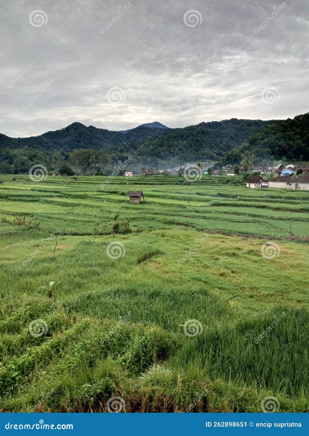 Beautiful View of Rice Fields on the Slopes of a Mountain in the ...