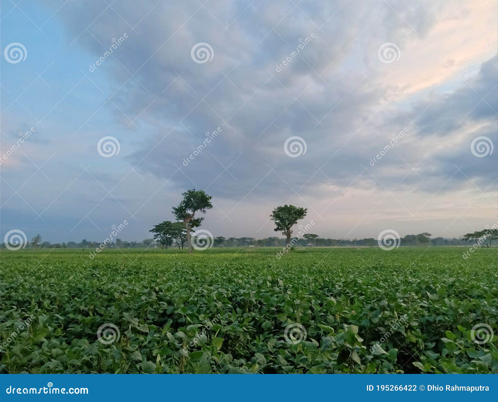 PEMANDANGAN SAWAH INDONESIA Stock Photo - Image of agriculture, field ...