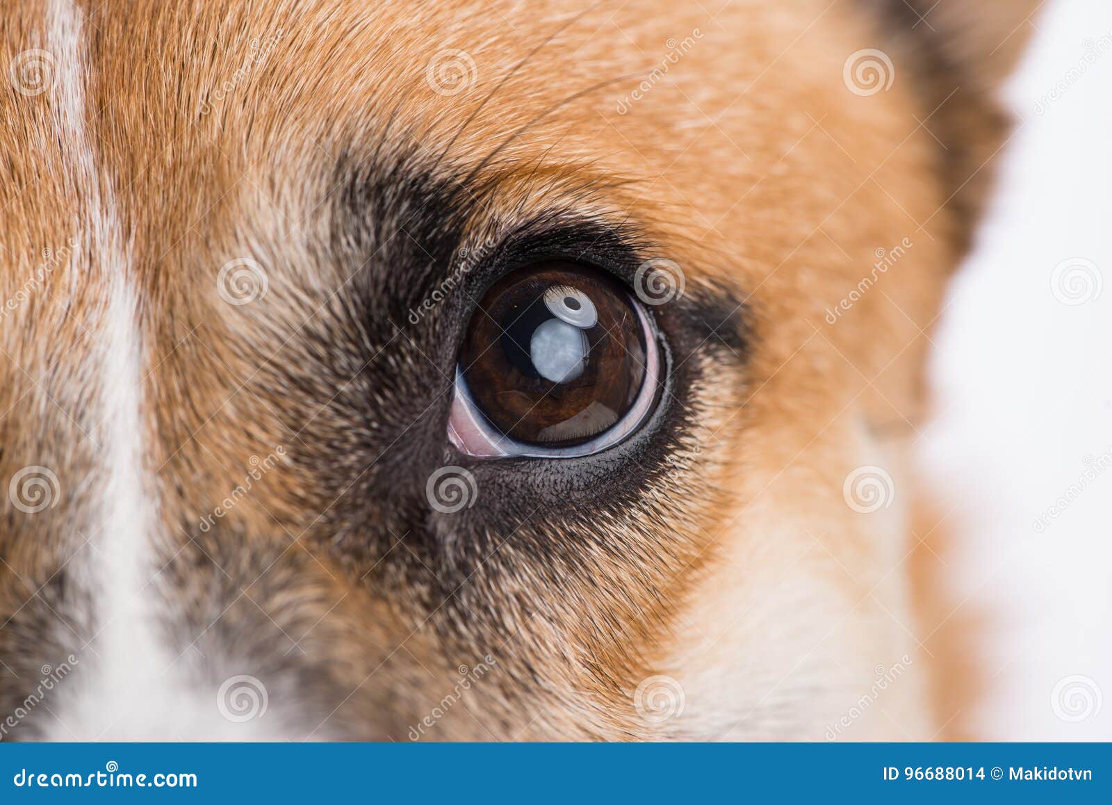 Pembroke Corgi Close Up of the Eyes Stock Photo - Image of purebred ...