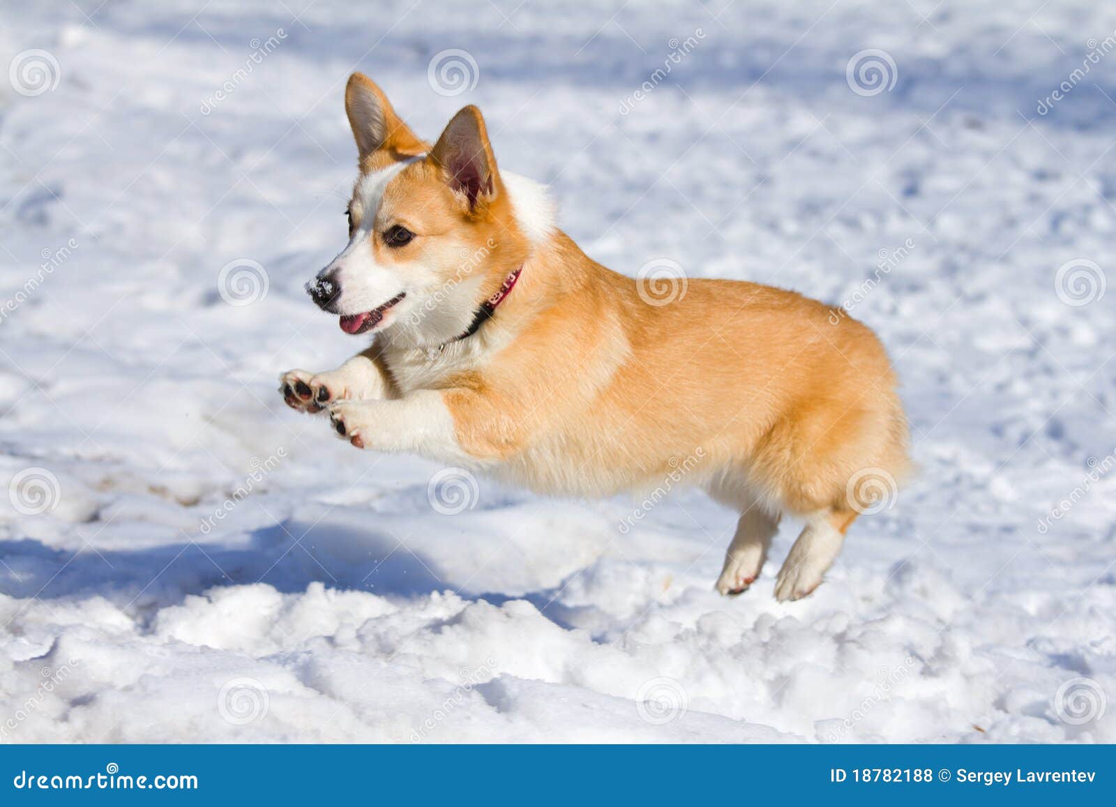 Welsh Corgi Pembroke Tricolor Sits In Park On Green Grass And Grabs ...