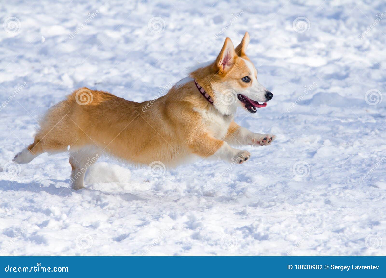 Pembroke Welsh Corgi stock photo. Image of mammal, snow - 18830982