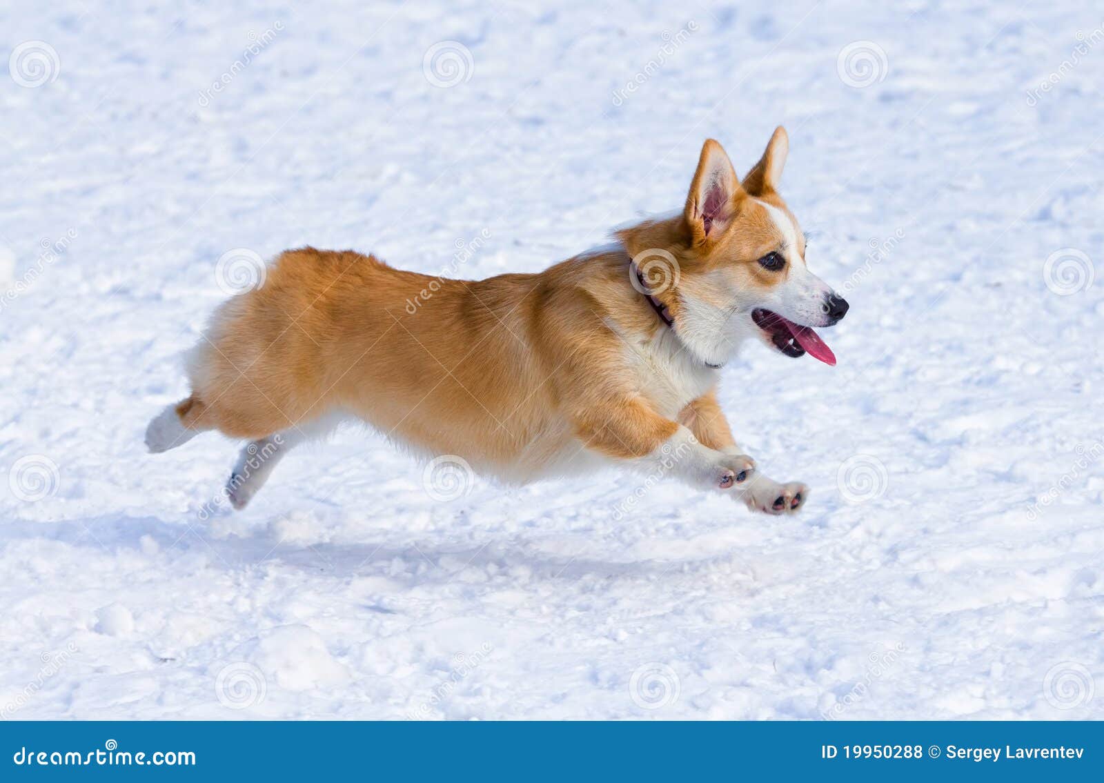 Pembroke Welsh Corgi stock photo. Image of flying, canine - 19950288