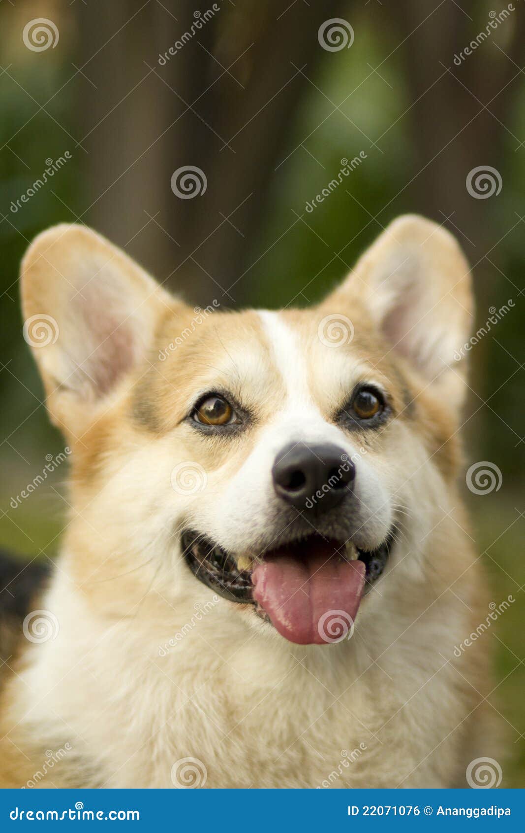 Pembroke Welsh Corgi Close Up Stock Photo - Image of fluffy, season ...