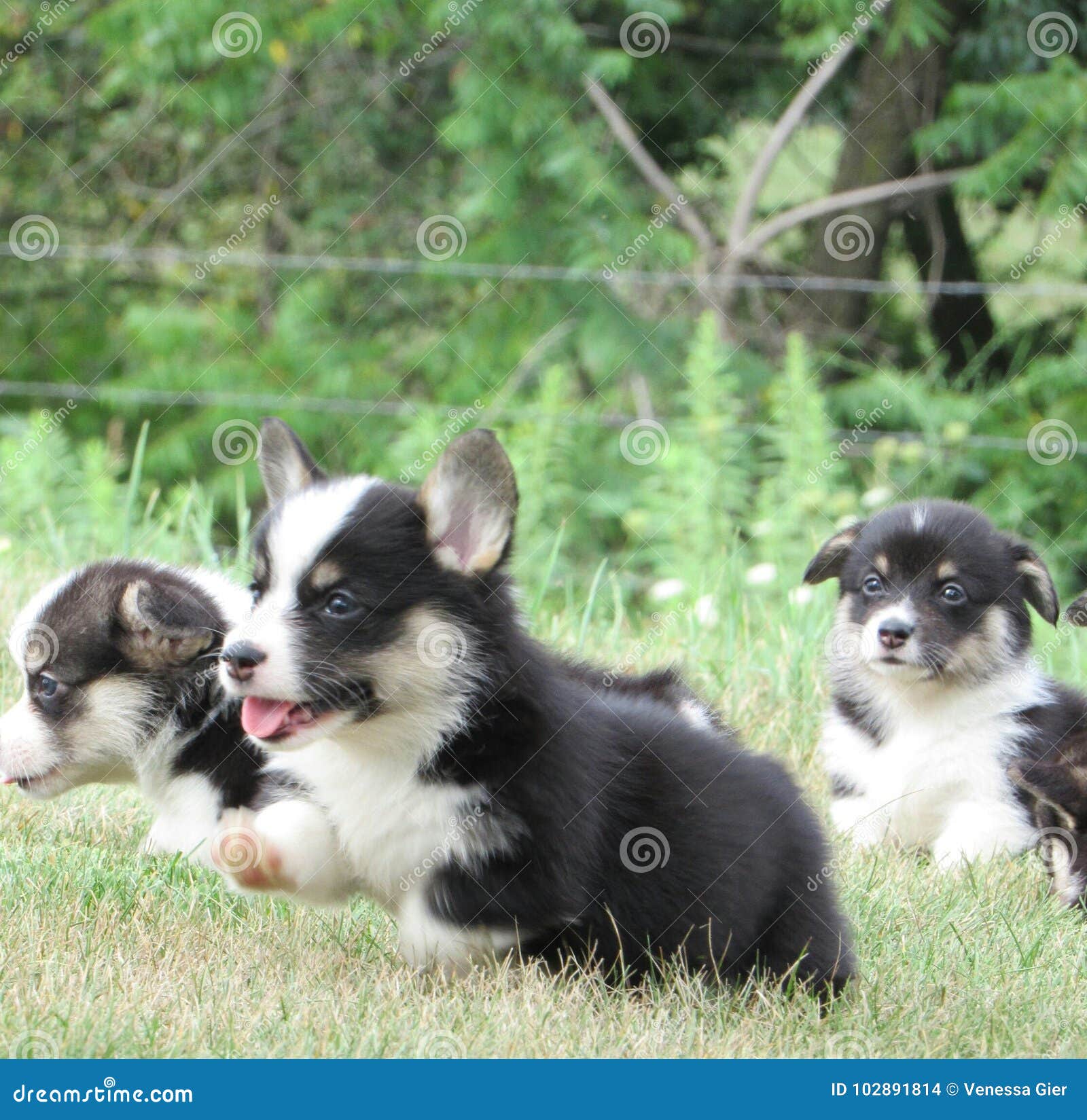 Puppy attack stock photo. Image of welsh, puppies, corgis - 102891814 Puppy attack stock photo. Image of welsh, puppies, corgis - 102891814