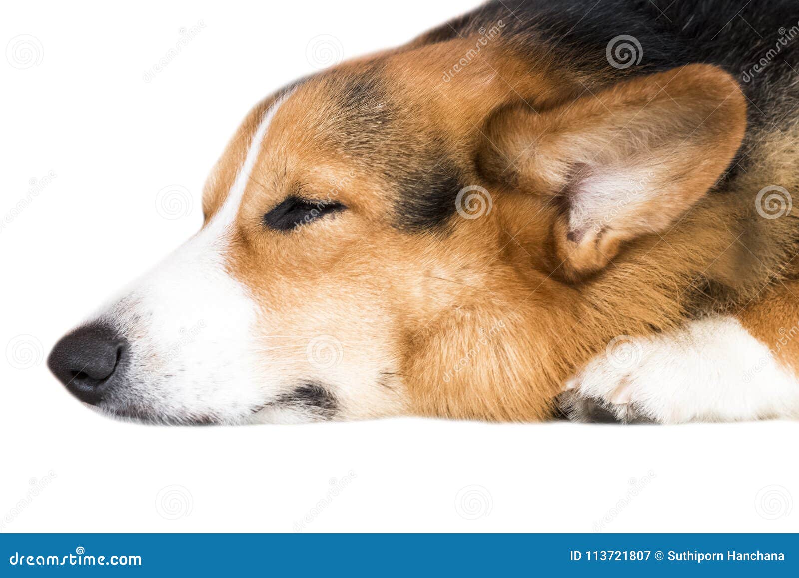 Pembroke Welsh Corgi Isolate on White Background,front View , Clipping ...