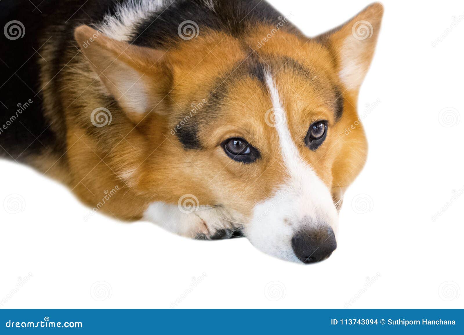 Welsh Corgie Standing Stock Photos - Free & Royalty-Free Stock Photos ...