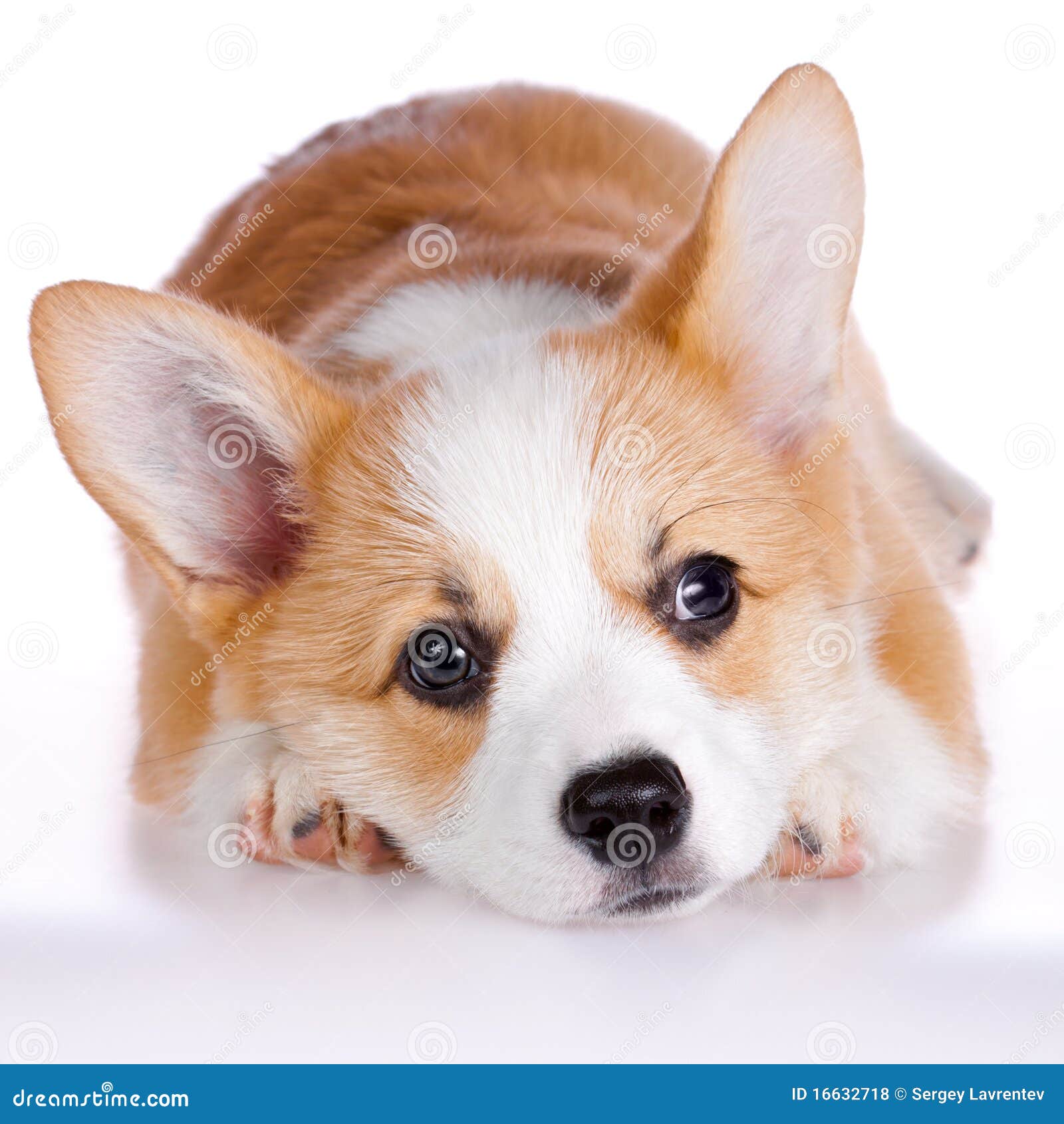 Pembroke Welsh Corgi puppy stock photo. Image of pedigreed - 16632718
