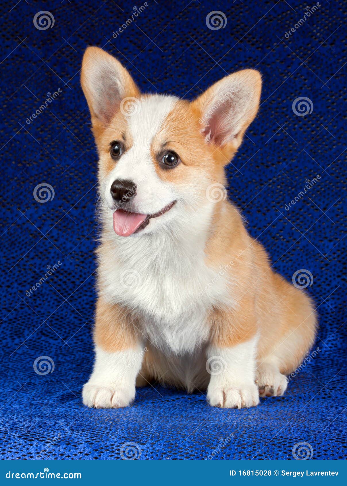 Pembroke Welsh Corgi, Welsh Corgi Jumping Outdoors, Makes A Stand On ...