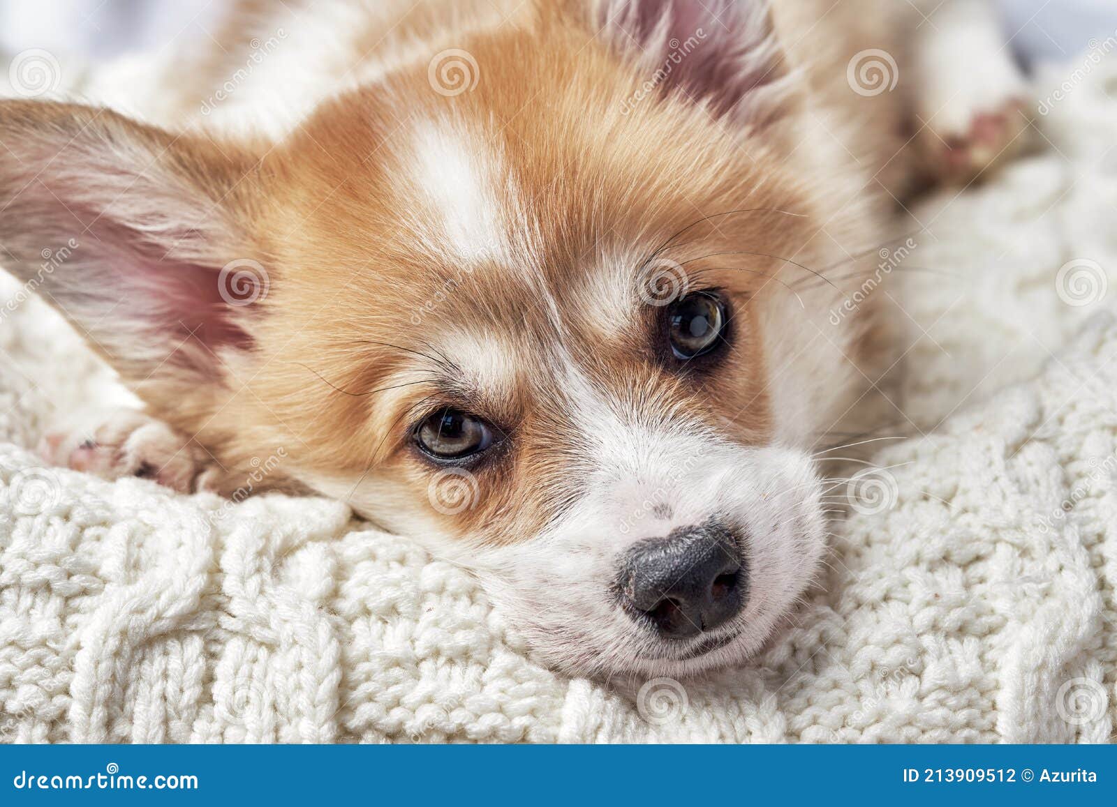 Pembroke Welsh Corgi Puppy Sleeping Stock Photo - Image of white, baby ...