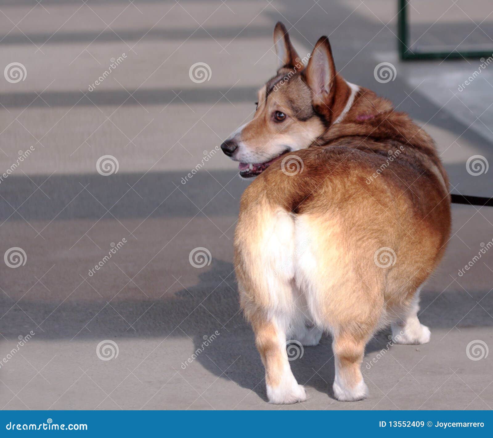 Pembroke Welsh Corgi From Rear Royalty Free Stock Images - Image: 13552409