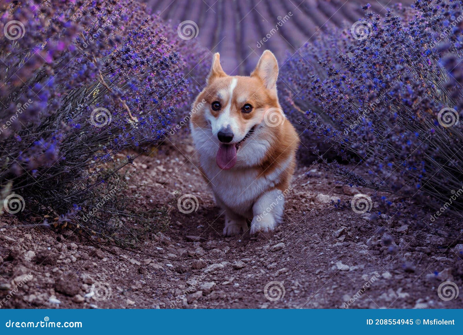 Pembroke Welsh Corgi Runs in a Large Lavender Field. Lavender Grows in ...