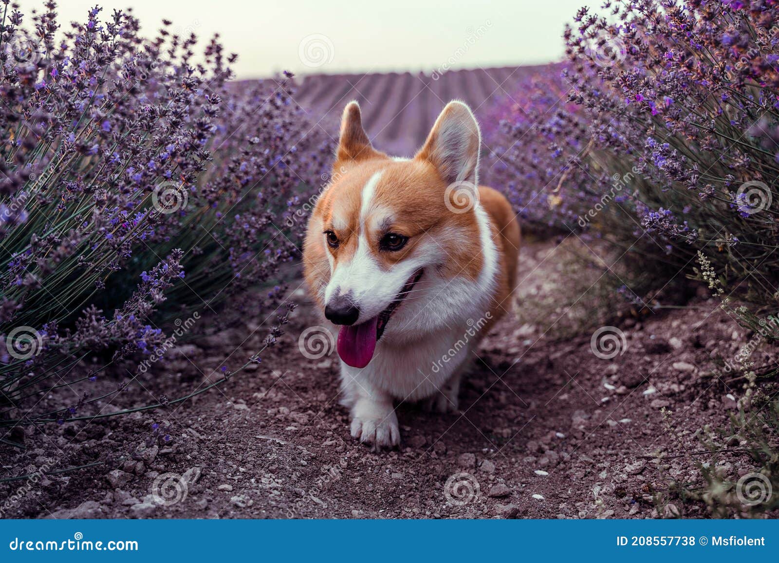 Pembroke Welsh Corgi Runs in a Large Lavender Field. Lavender Grows in ...