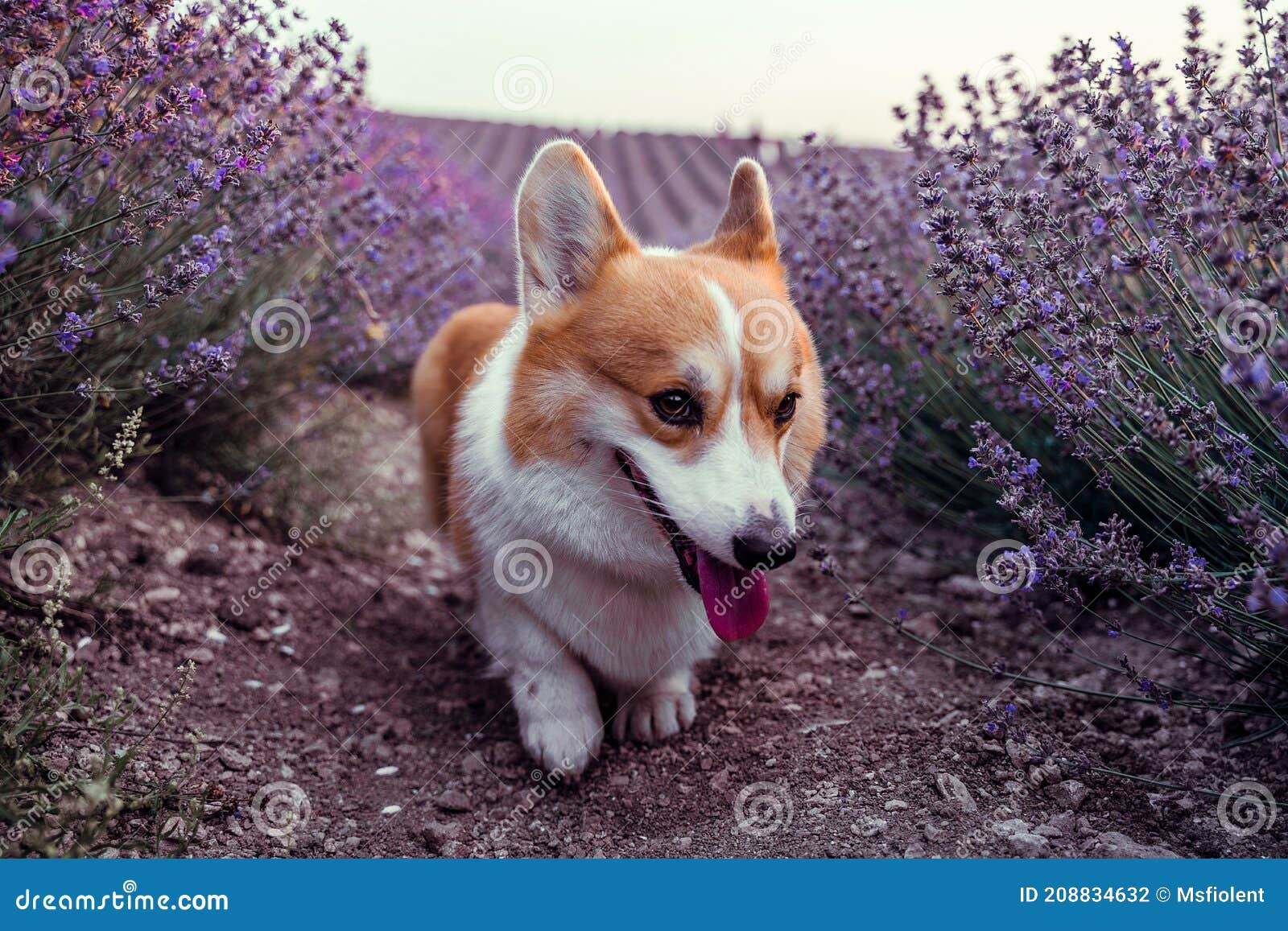 Pembroke Welsh Corgi Runs in a Large Lavender Field. Lavender Grows in ...