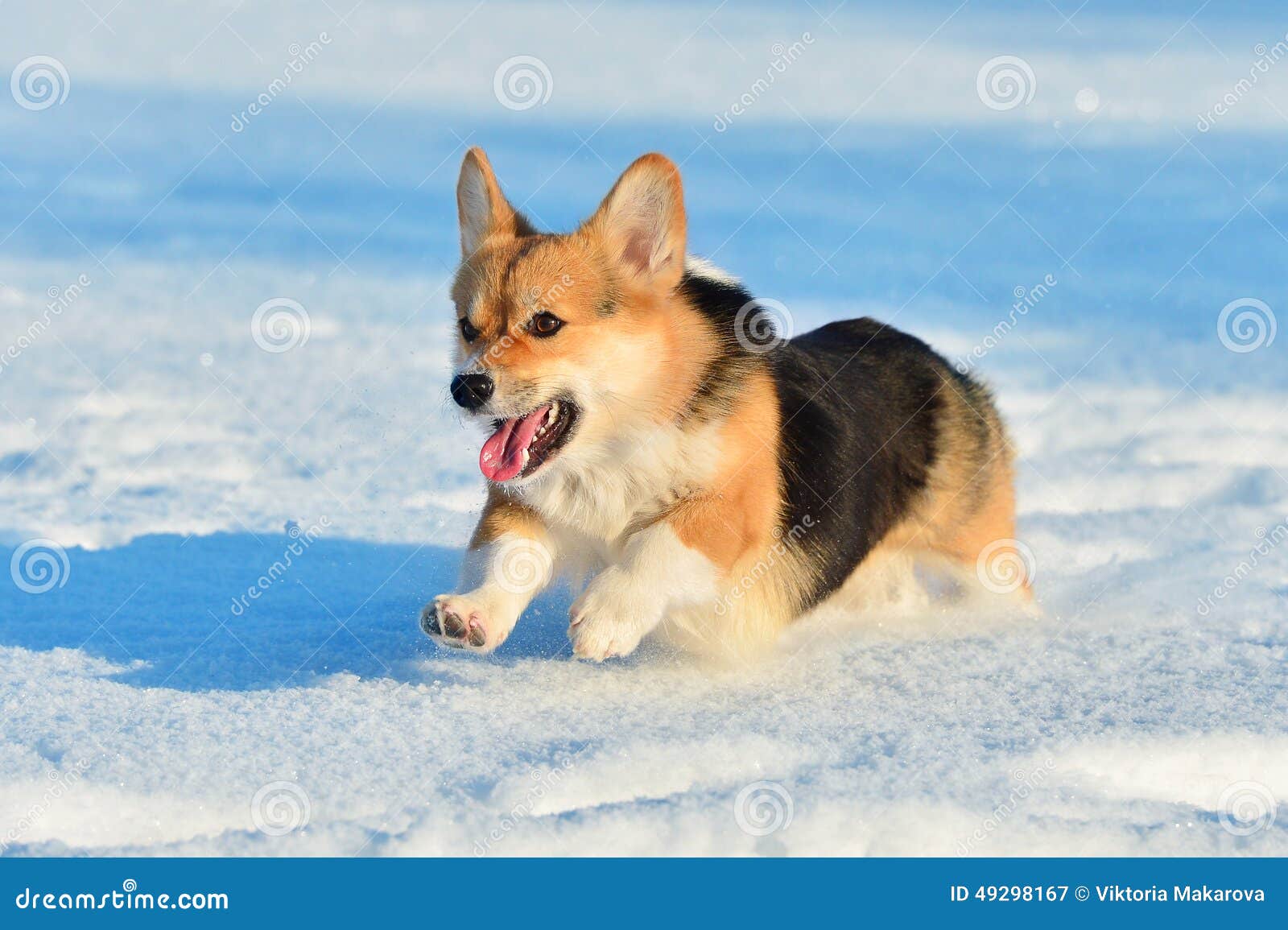 Pembroke Welsh Corgi Runs in Winter Stock Image - Image of cute, black ...