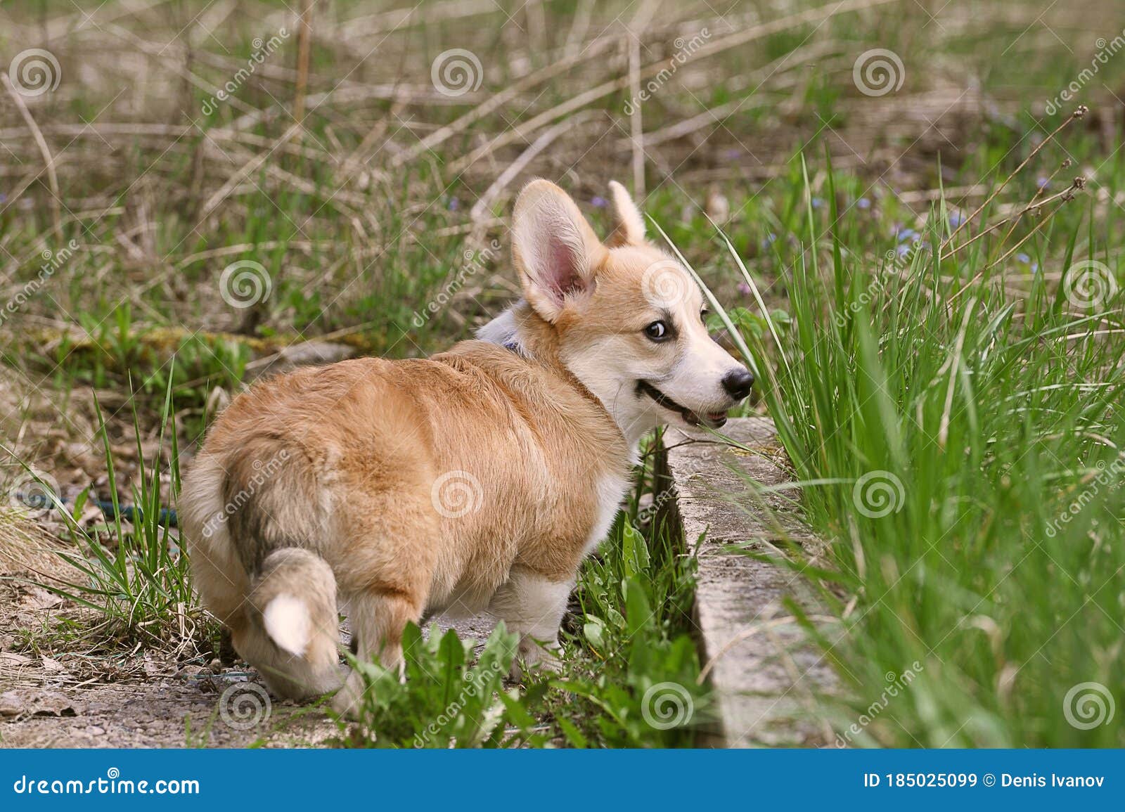 Pembroke Welsh Corgi with a Tail Stock Image - Image of charming, puppy ...