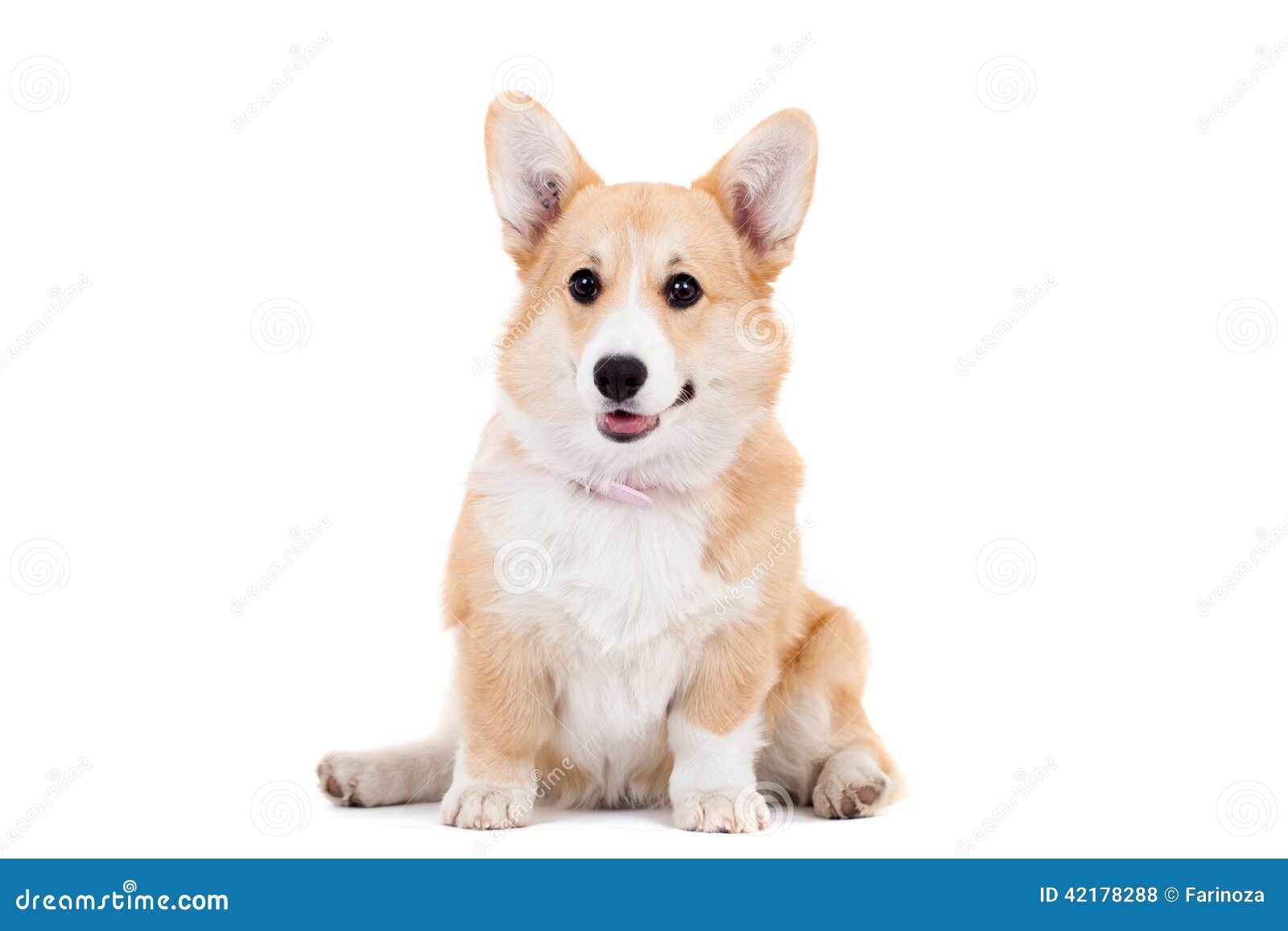 Pembroke Welsh Corgi valp arkivfoto. Bild av vovve, corgi - 42178288