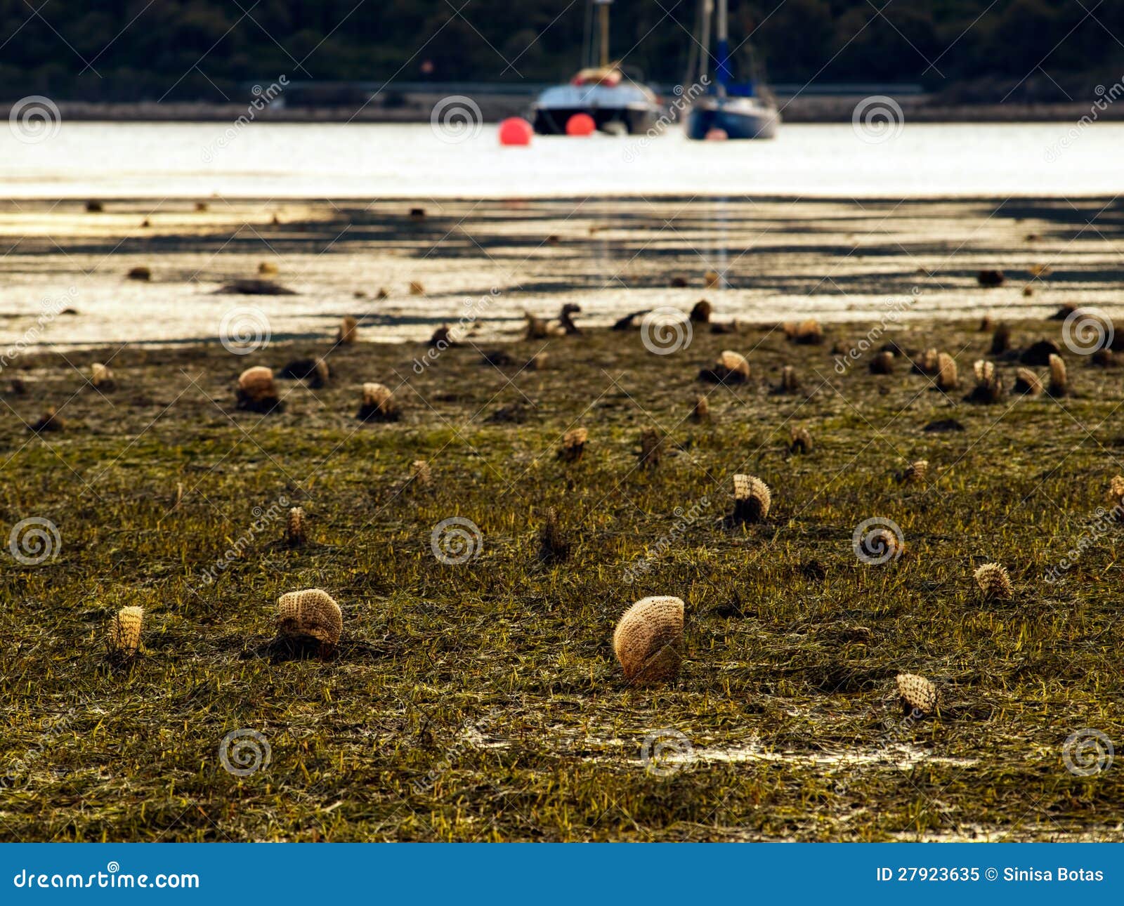 Pen shell field stock image. Image of blue, seascape - 27923635