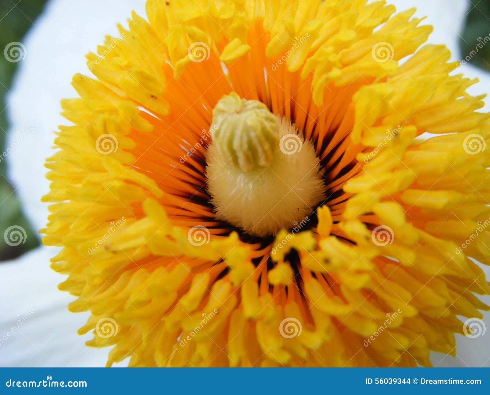 PENACHO DE APACHE foto de archivo. Imagen de horticultura - 56039344