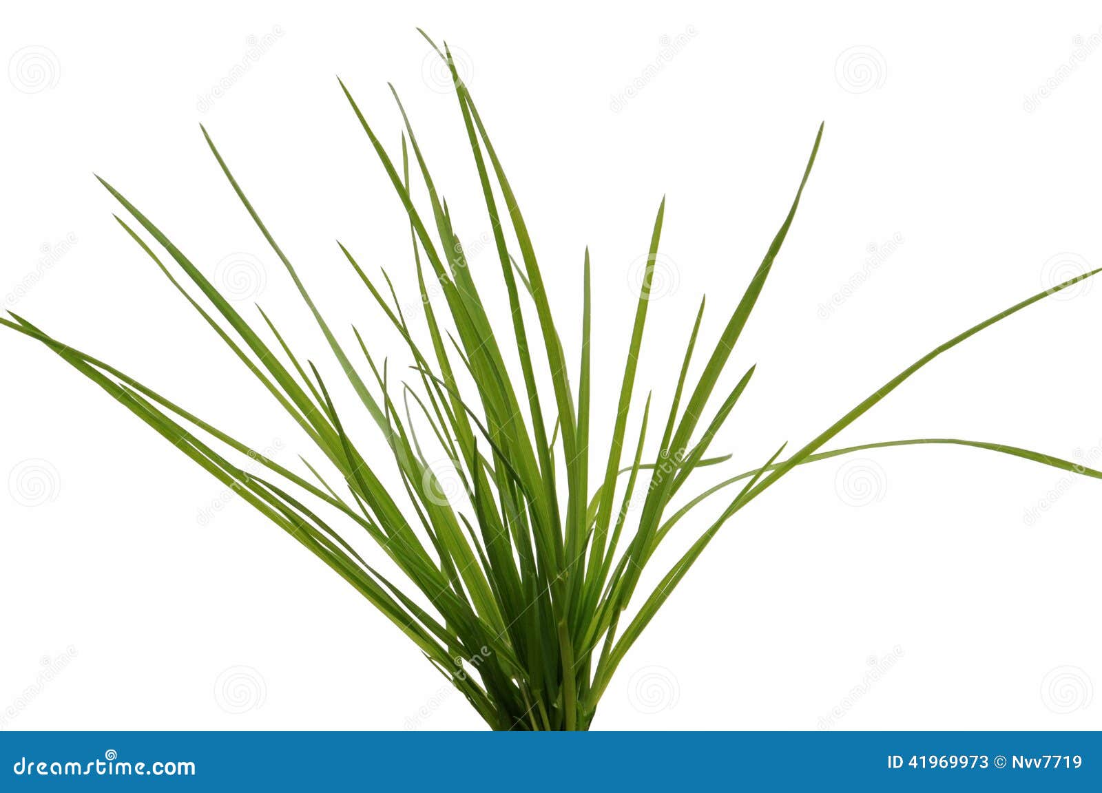 Penacho de la hierba imagen de archivo. Imagen de verde - 41969973