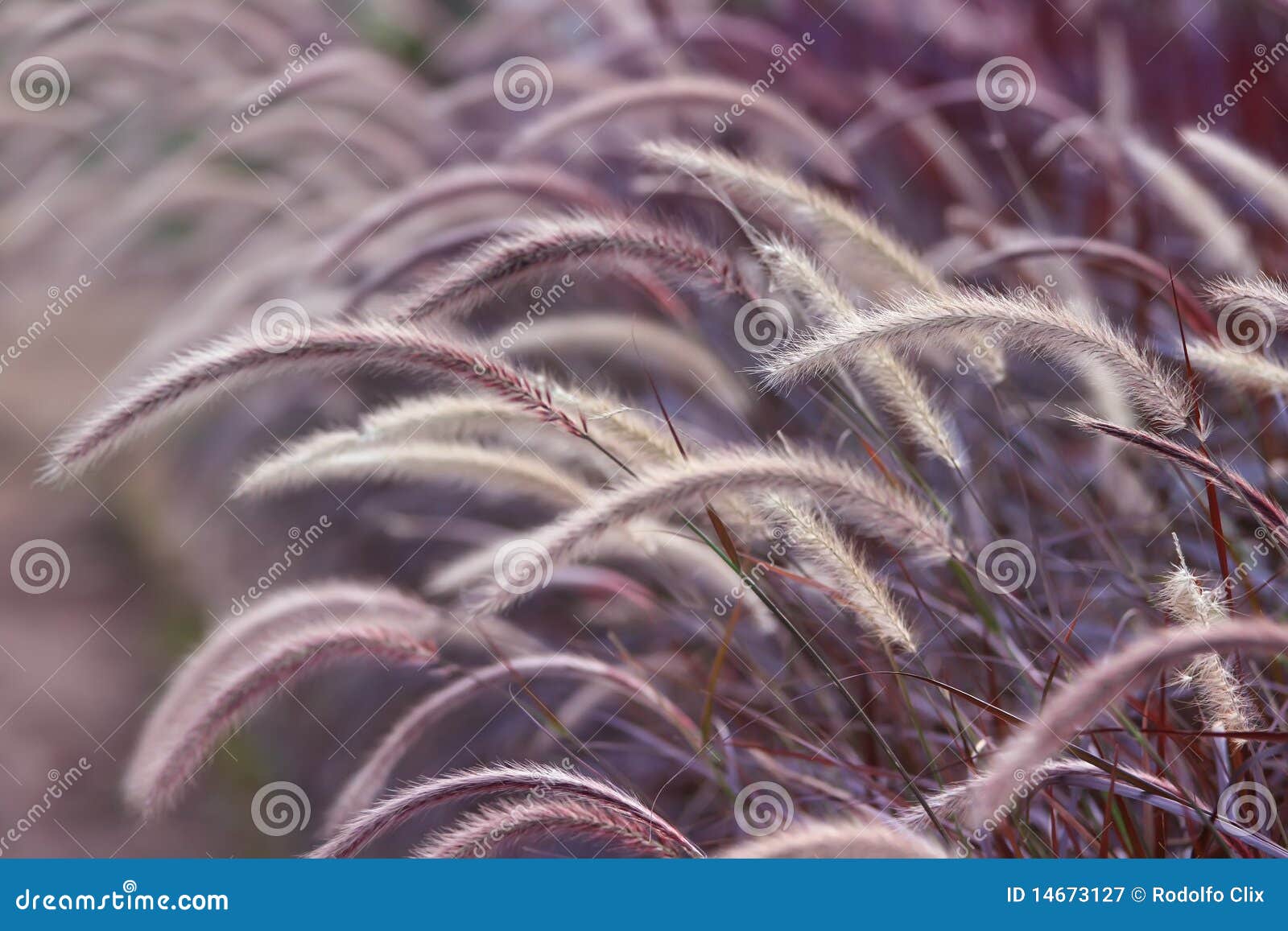 Penachos imagen de archivo. Imagen de genérico, plantas - 14673127