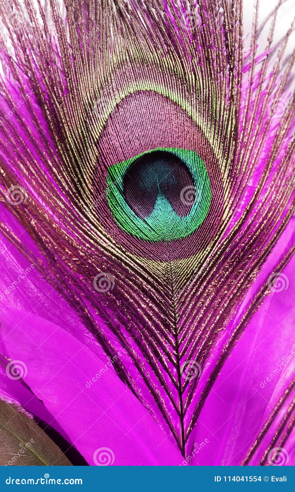 Penas cor-de-rosa do pavão foto de stock. Imagem de nave - 114041554