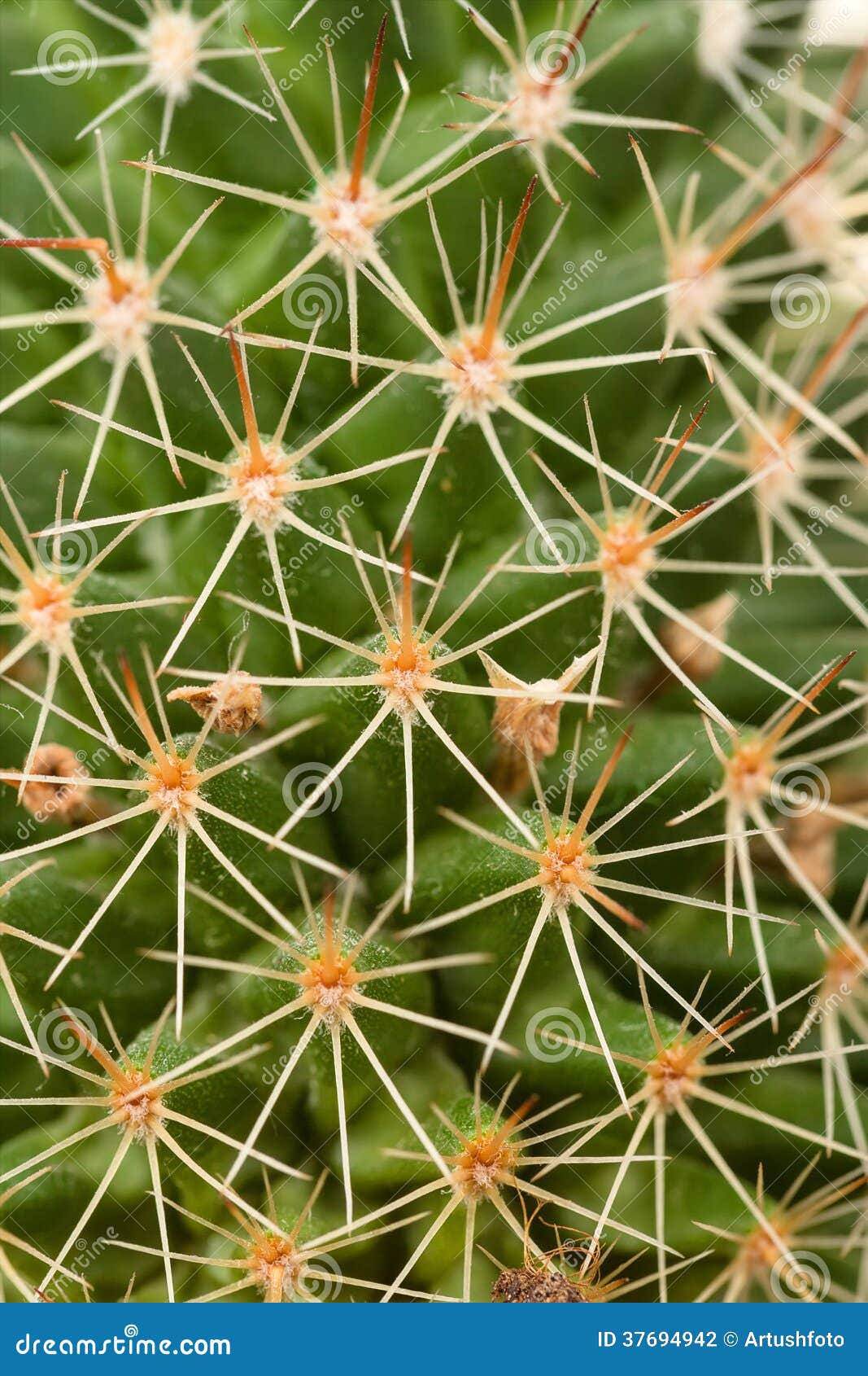 Penas E Espinhas Espinhosas Do Cacto Foto de Stock - Imagem de floral ...
