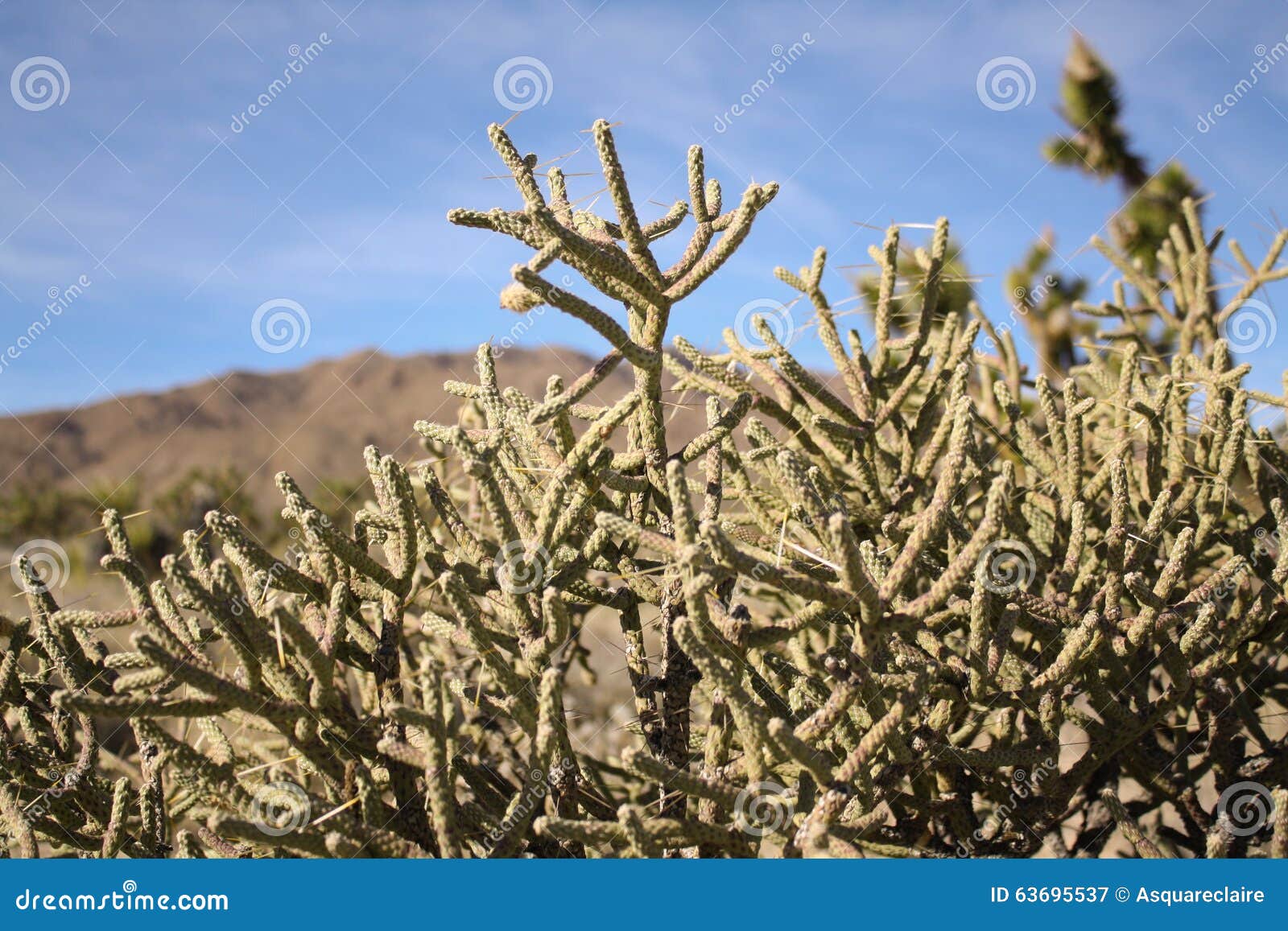 Pencil Cholla in Desert at Joshua Tree National Park Stock Image ...