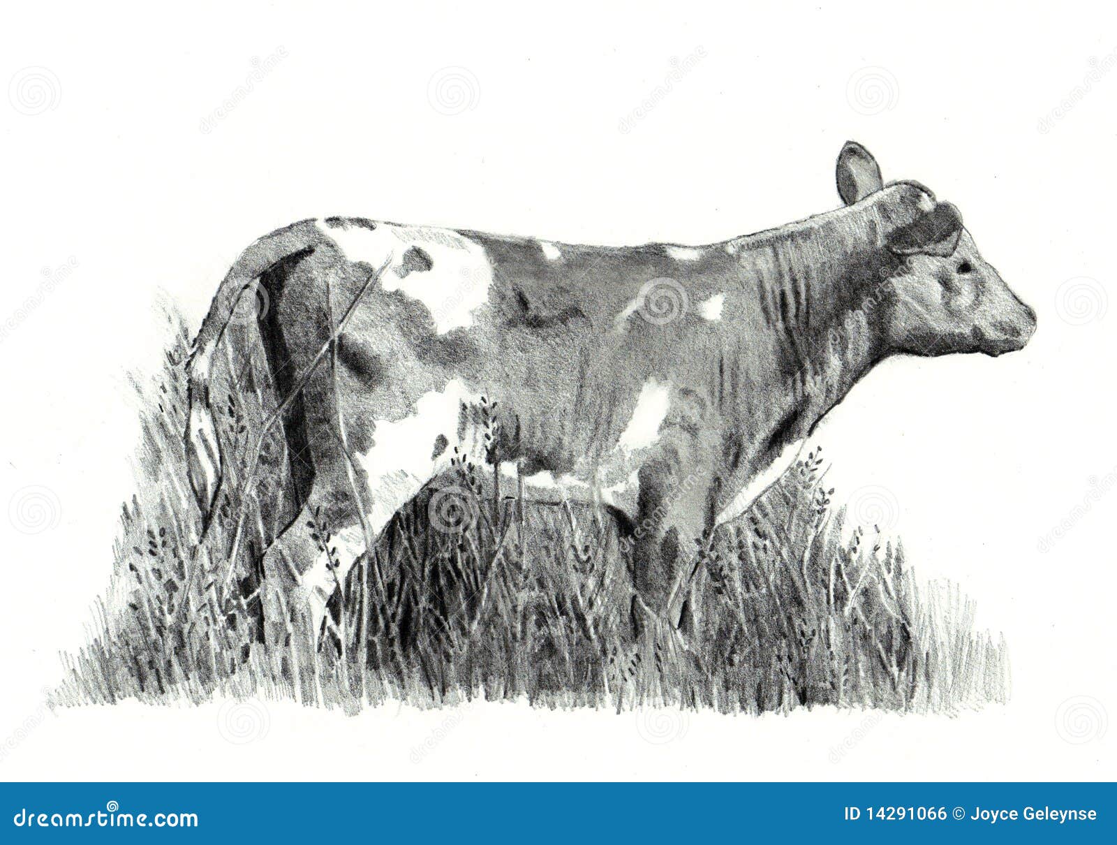 Pencil Drawing of Calf Standing in Grass Stock Illustration ...
