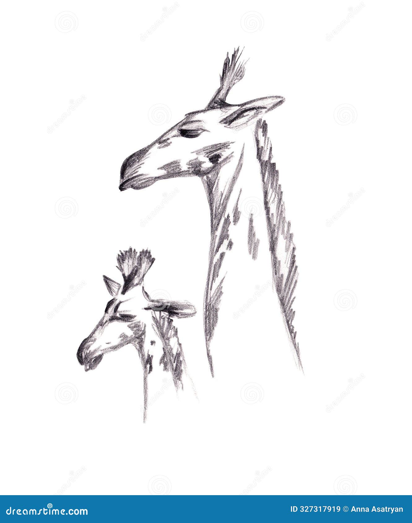 Pencil Drawing of Giraffes on a White Background Stock Image - Image of ...