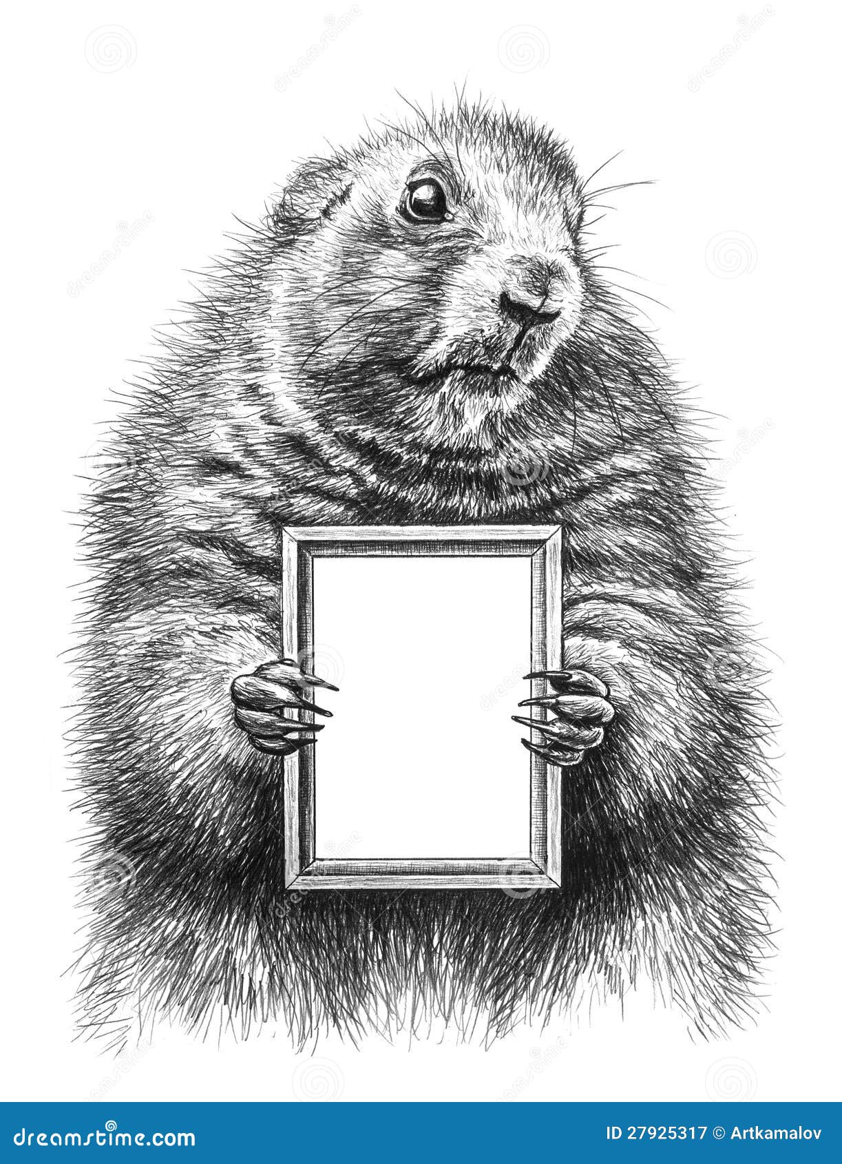 Pencil drawing of a marmot stock illustration. Illustration of gnawing ...