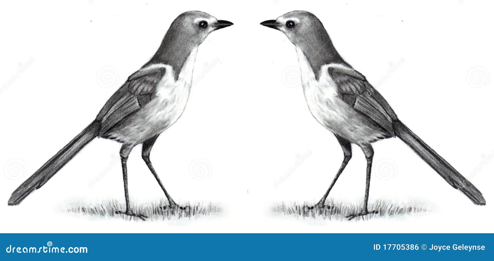 Pencil Drawing of Two Birds Face To Face Stock Illustration ...