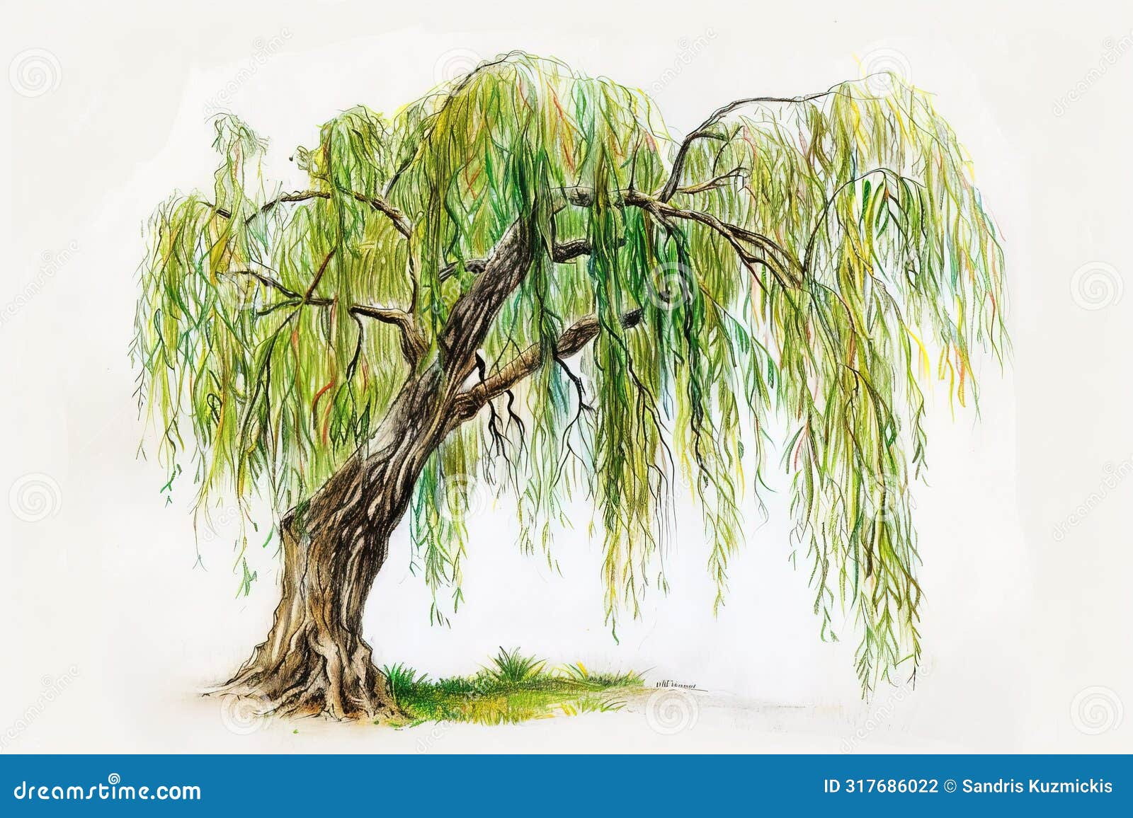 Pencil Drawing of Willow Tree. Generative AI. Stock Illustration ...