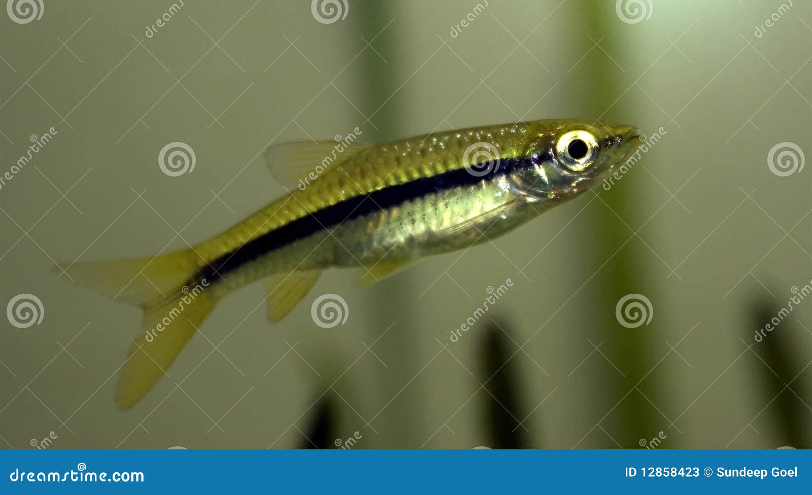 Pencil Fish in an Aquarium Tank Stock Image - Image of fish, branchia ...