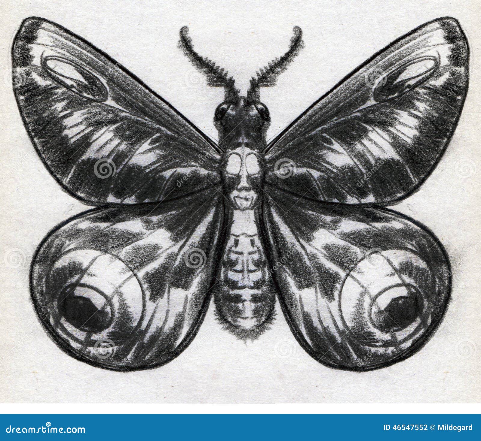 Pencil sketch of a moth stock illustration. Illustration of drawings ...